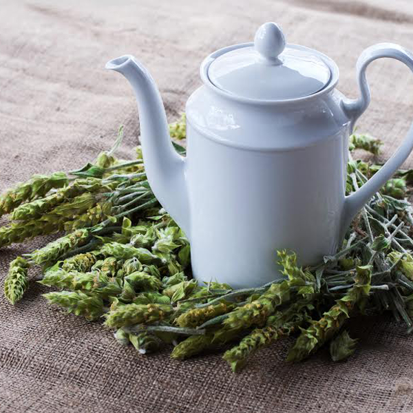 Sideritis Scardica - Olympus Mountain Tea - Althea Herbs EN